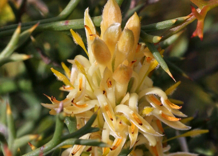 South Australian Plants - Proteaceae